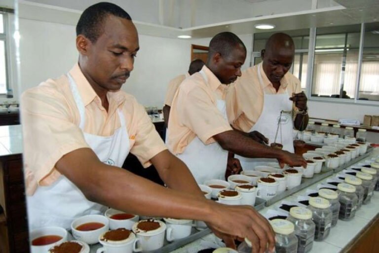 Demystifying the Mombasa Auction: A Comprehensive Guide for New ...